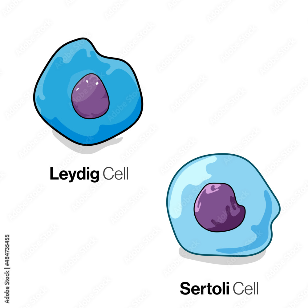 Leydig and Sertoli Cells in Male Reproductive System, Detailed Vector ...