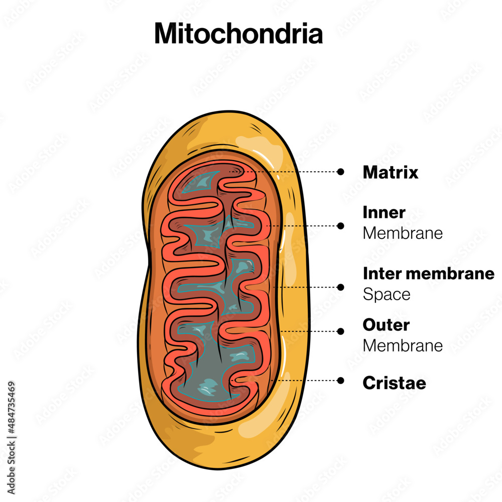 Ultrastructure of mitochondria in white background Stock Vector | Adobe ...