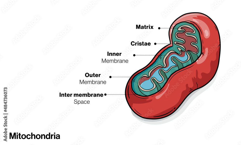 Cross-section of labelled mitochondria in white background Stock Vector ...