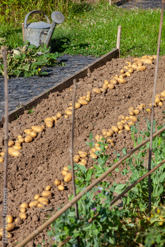 Récolte de pomme de terre au potager familial - rang de pomme de terre ...