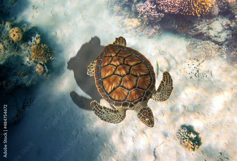 Sea Turtle Top View