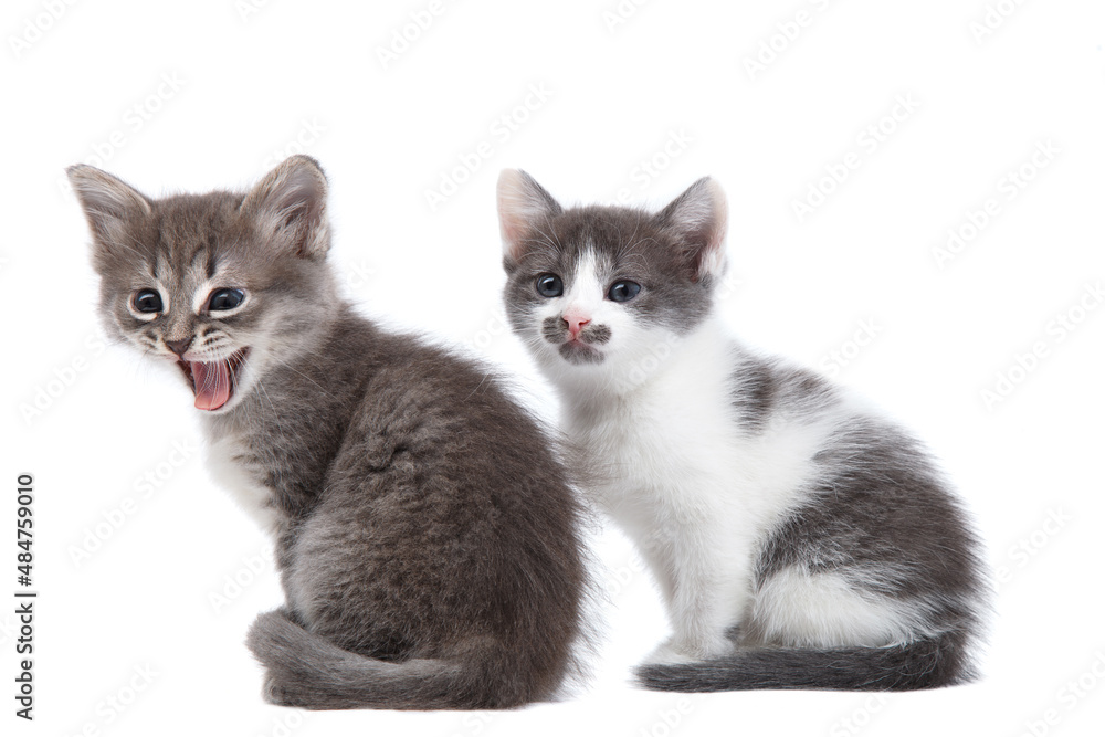 Two cute little grey kittens isolated on white background. Studio ...