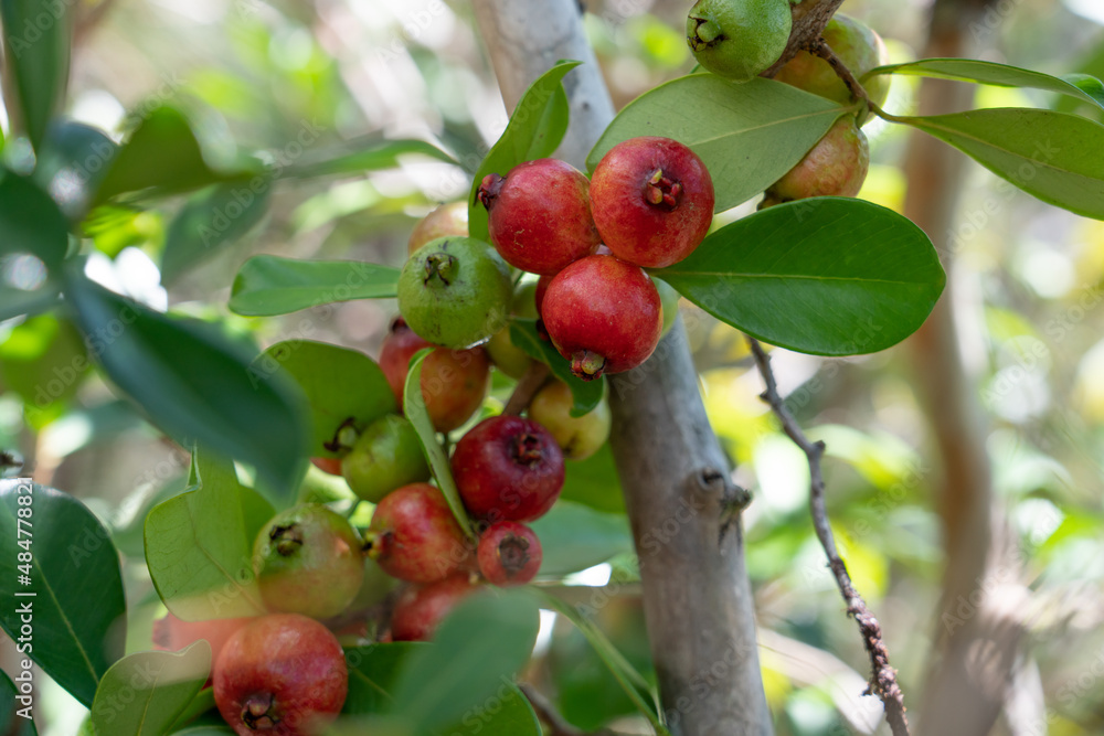 Foto de Psidium cattleyanum (World Plants : Psidium cattleianum ...