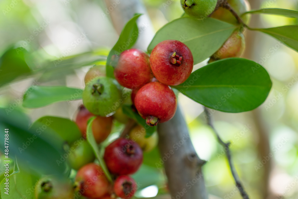 Psidium cattleyanum (World Plants : Psidium cattleianum), commonly ...
