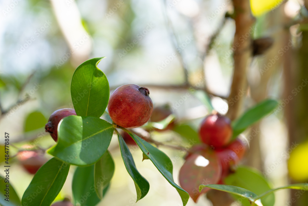 Psidium cattleyanum (World Plants : Psidium cattleianum), commonly ...