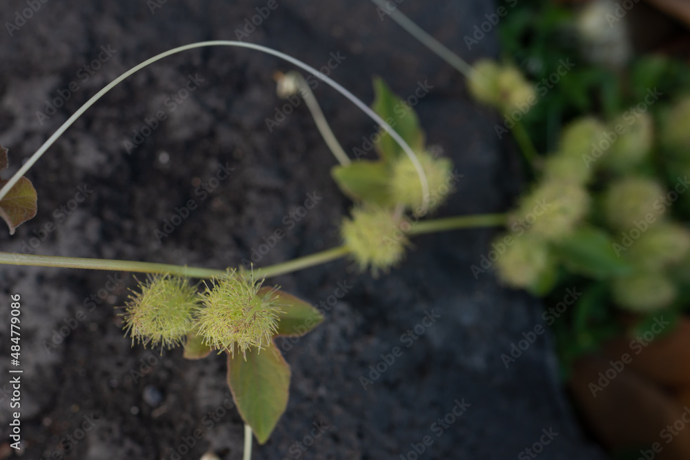Foto de Passiflora foetida (common names: stinking passionflower, wild ...