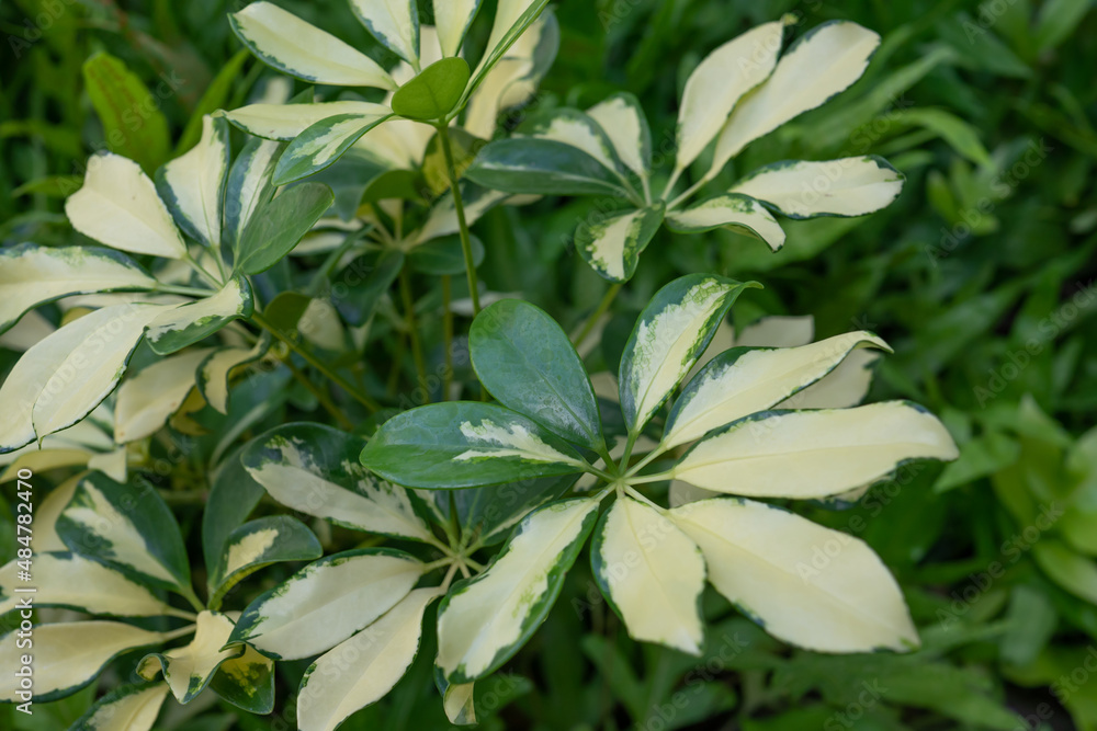 Schefflera arboricola is a flowering plant in the family Araliaceae ...
