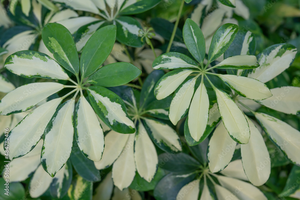 Schefflera arboricola is a flowering plant in the family Araliaceae ...