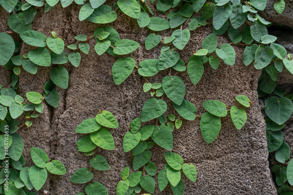 Ficus pumila, commonly known as the creeping fig or climbing fig, is a ...