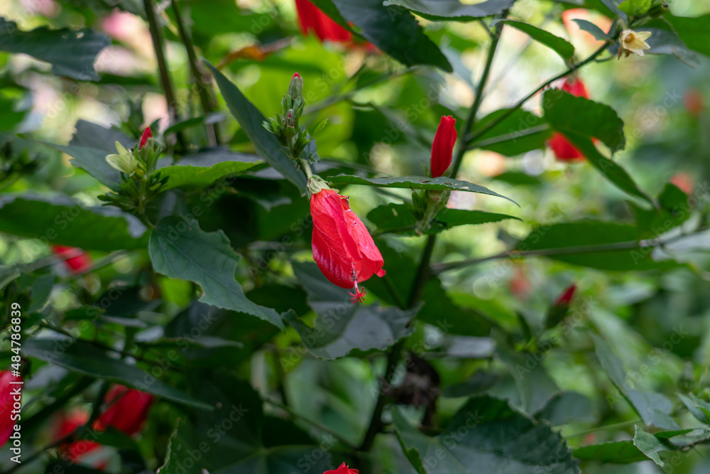 Malvaviscus is a genus of flowering plants in the mallow family ...