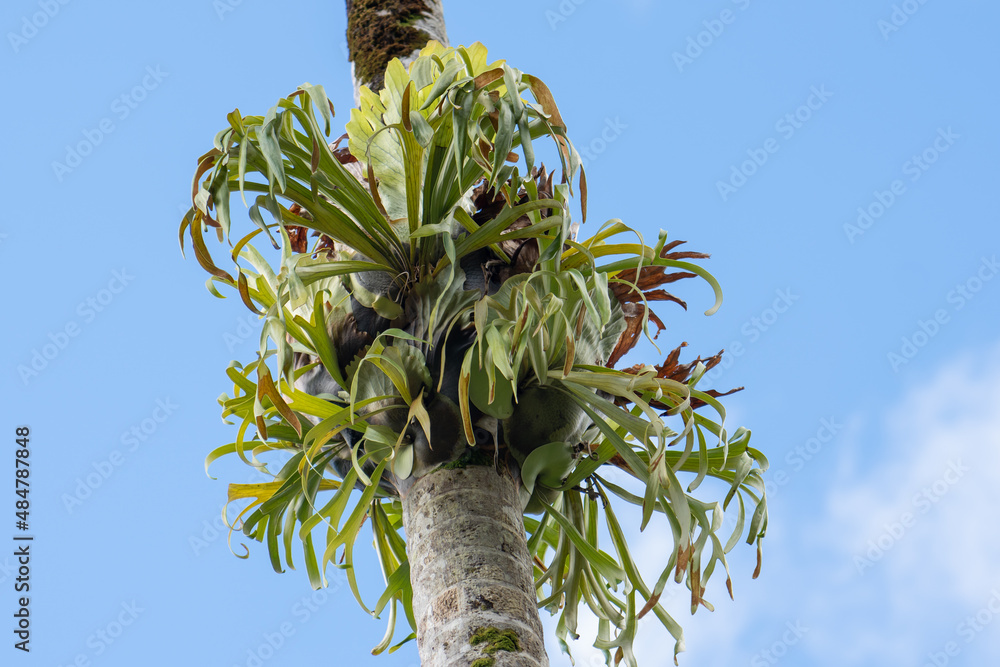 Platycerium bifurcatum, the elkhorn fern or common staghorn fern, is a ...