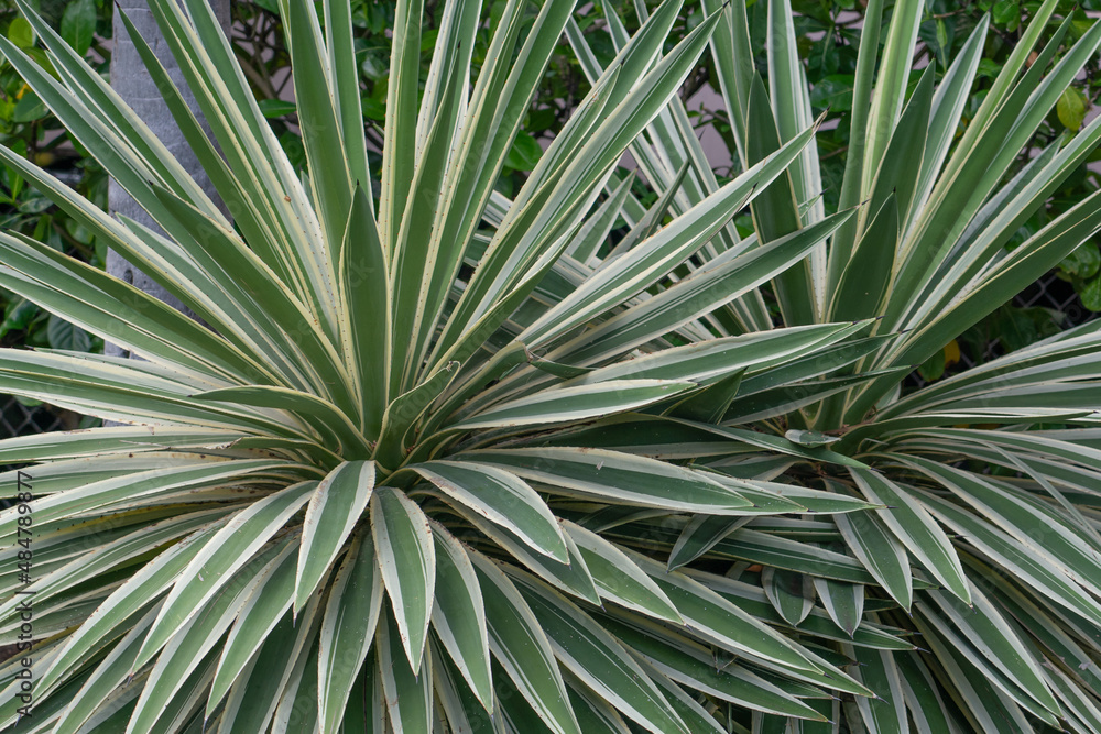 Agave angustifolia (Caribbean agave) is a type of agave plant which is ...