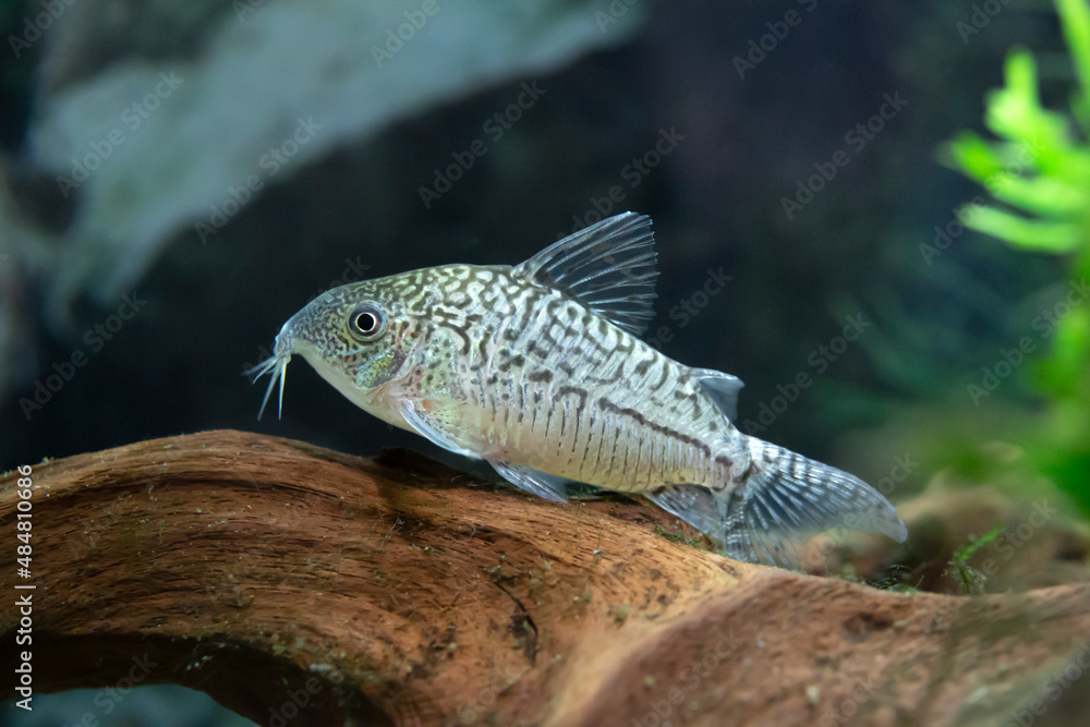 Corydoras Sodalis