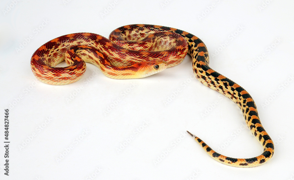 Foto de Cape Gopher Snake // Kap-Gophernatter (Pituophis vertebralis ...