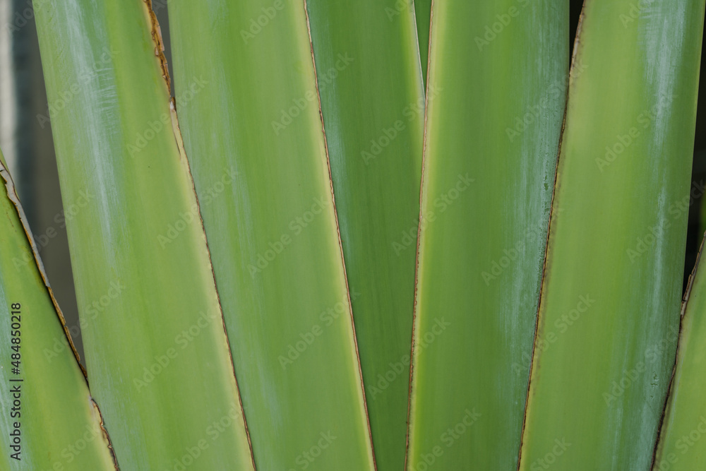 Ravenala is a genus of monocotyledonous flowering plants, Ravenala ...