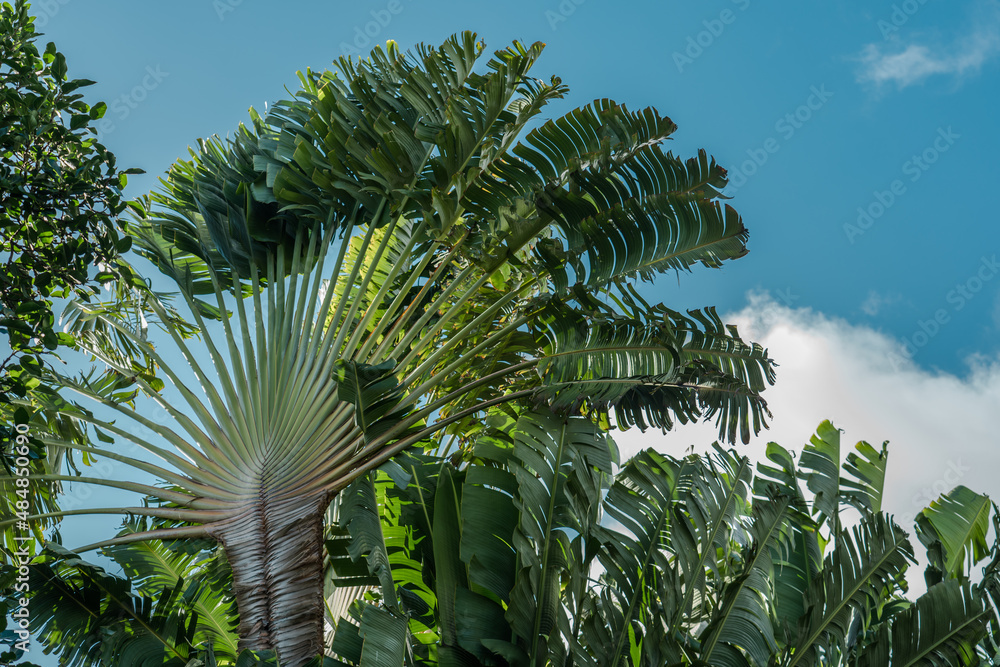 Foto de Ravenala is a genus of monocotyledonous flowering plants ...
