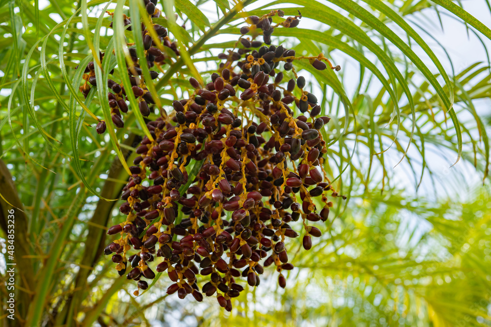 Phoenix roebelenii, with common names of dwarf date palm, pygmy date ...