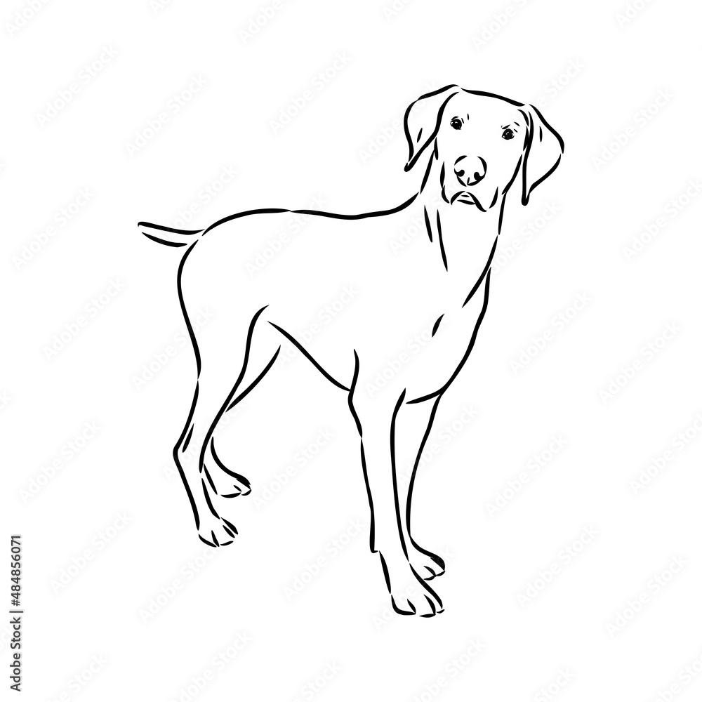 Decorative outline portrait of cute pointer dog vector illustration in ...