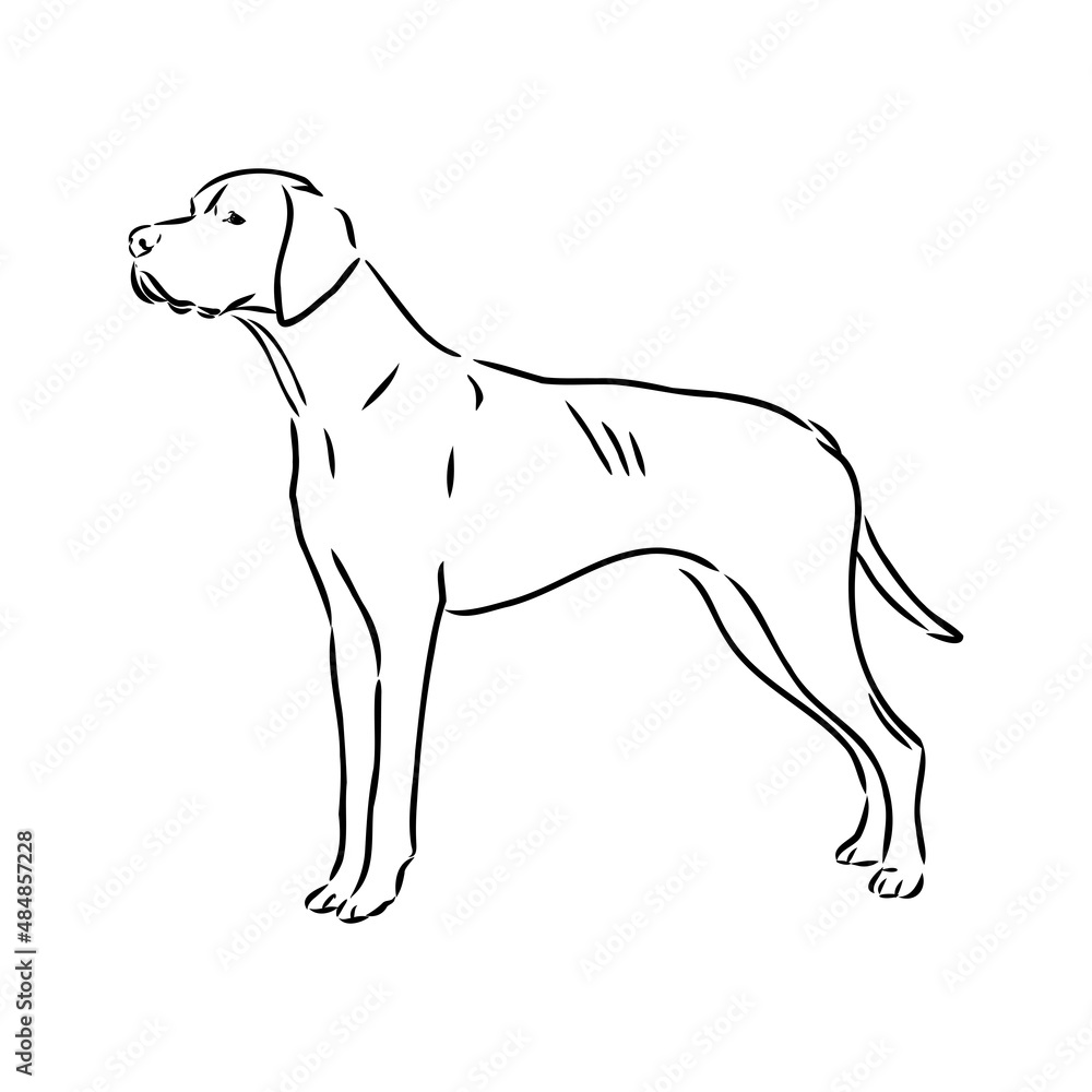 Decorative outline portrait of cute pointer dog vector illustration in ...