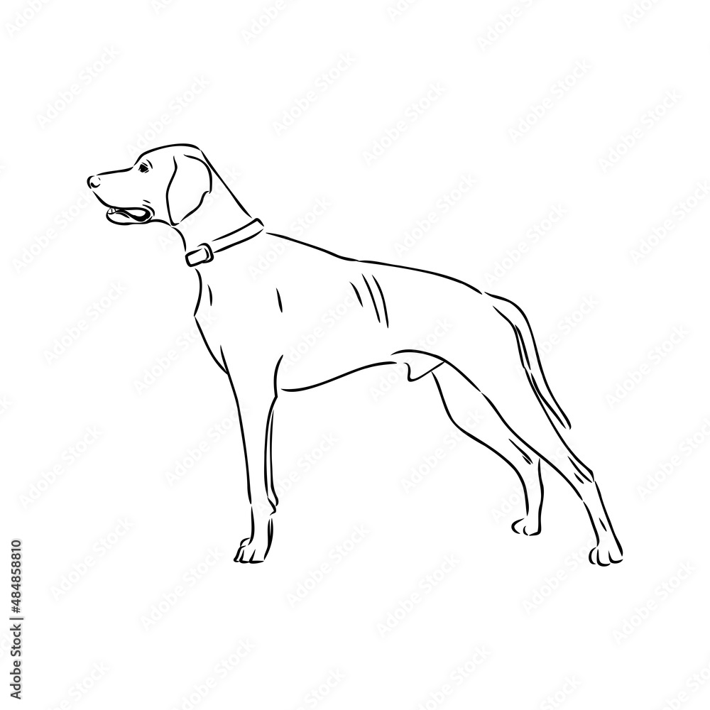 Decorative outline portrait of cute pointer dog vector illustration in ...