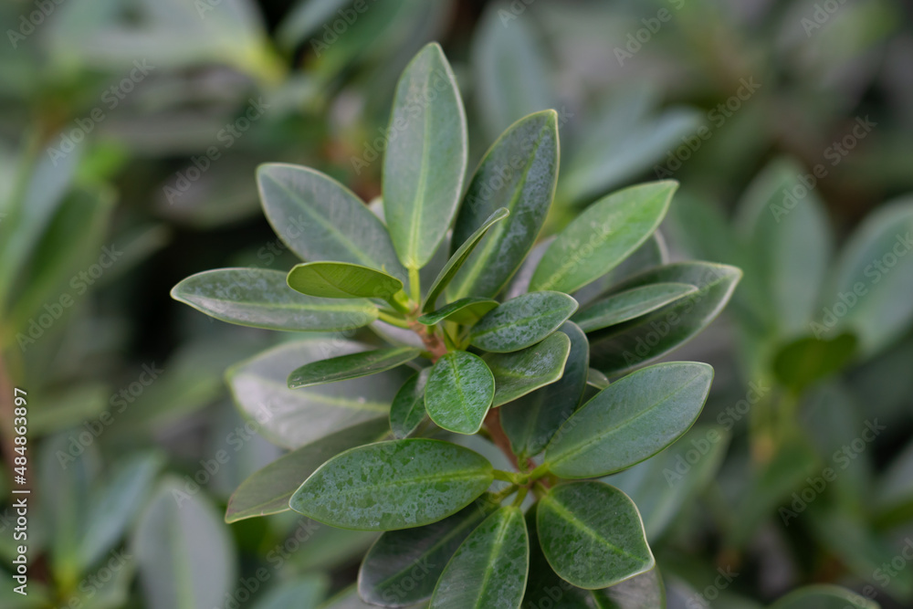Ficus microcarpa var. crassifolia . Hedge. Ficus microcarpa, also known ...