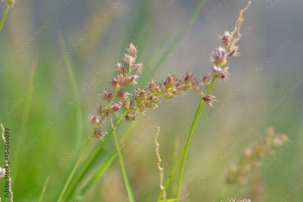 Cenchrus echinatus is a species of grass known by the common names ...