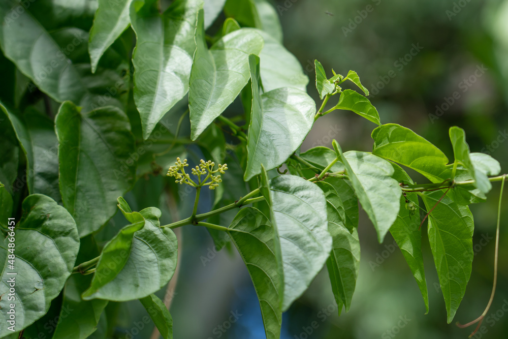 Cissus verticillata, the princess vine or seasonvine, is an evergreen ...