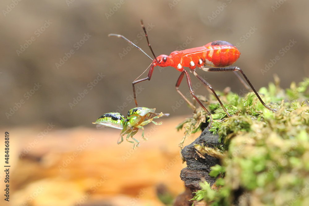 A red cotton bug preys on a tortoise beetle on rotting wood overgrown ...