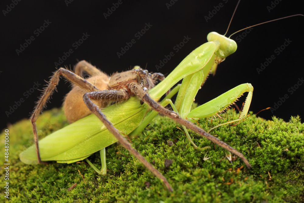 A spider huntsman is eating a praying mantis on a rock overgrown with ...