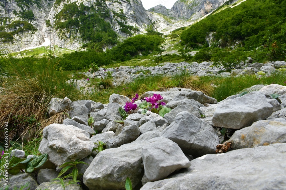 Purple cyclamen (Cyclamen purpurascens) flowers growing from rocks in ...