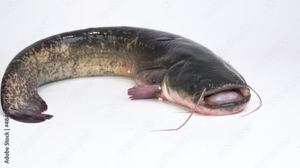 live river catfish weighing 7 kg lies and is moving on a white screen ...