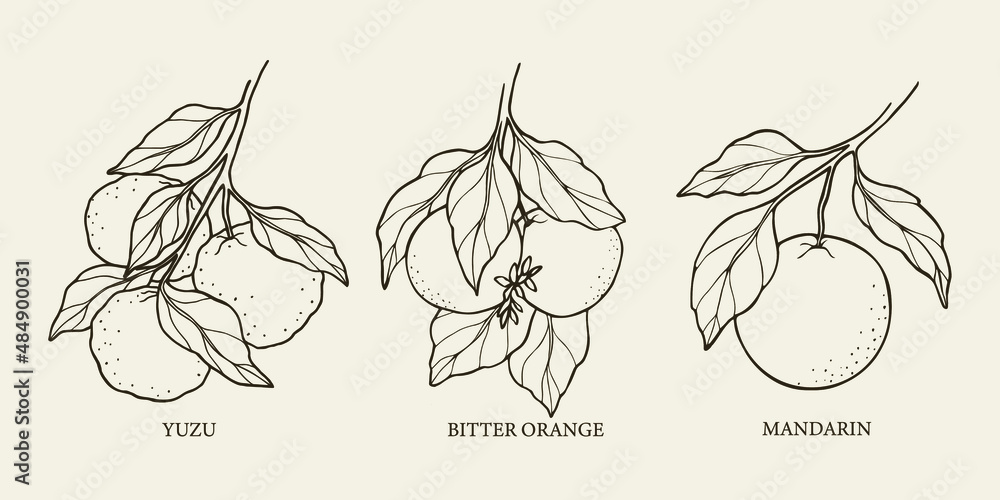Hand drawn citrus fruits collection Stock Vector | Adobe Stock