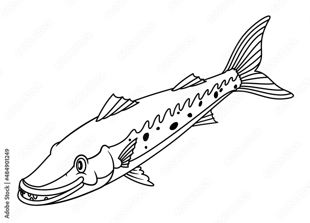 Line art illustration of Barracuda or Northern pike. Blank uncolored ...