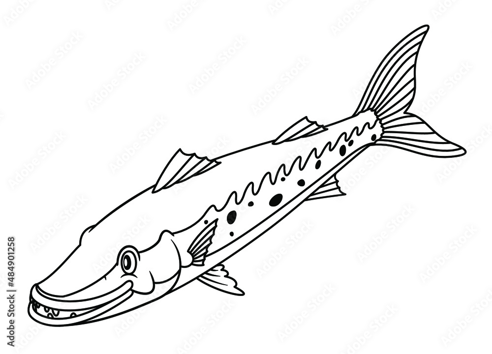 Line art illustration of Barracuda or Northern pike. Blank uncolored ...