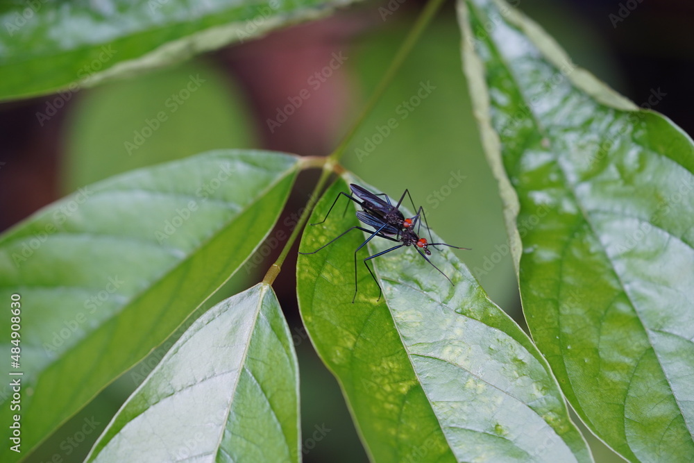 Stilt legged flies (Micropezidae family, genus Scipopus), pair mating ...