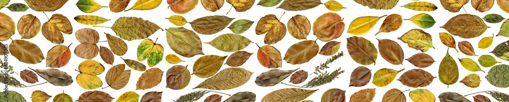 Leaves of different plants gathered together on a white background ...