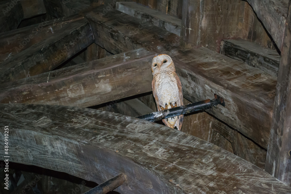 Decorative owl in the owl house at the Wizarding World of Harry Potter ...