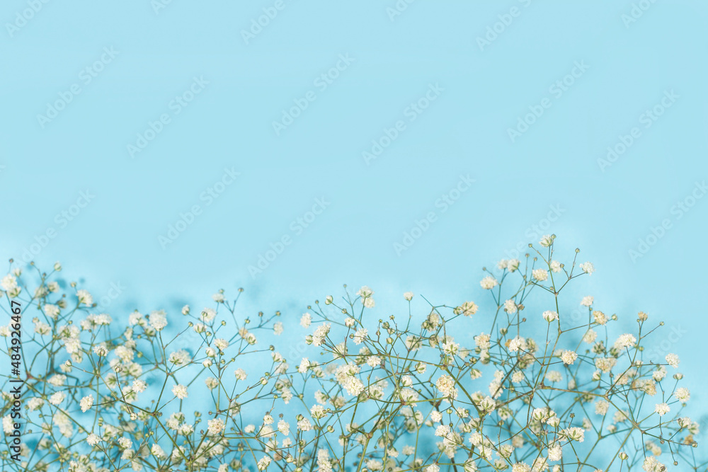 Composición con flores de gypsophila sobre un fondo celeste pastel liso ...