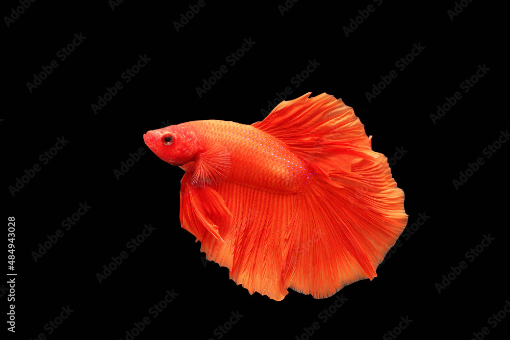 Red betta fish on a black background. Fighter fish. Stock Photo | Adobe ...