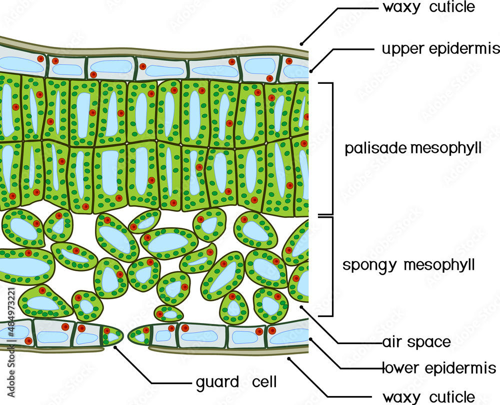 Sectional Diagram Of Plant Leaf Structure Cross section Through A Leaf 
