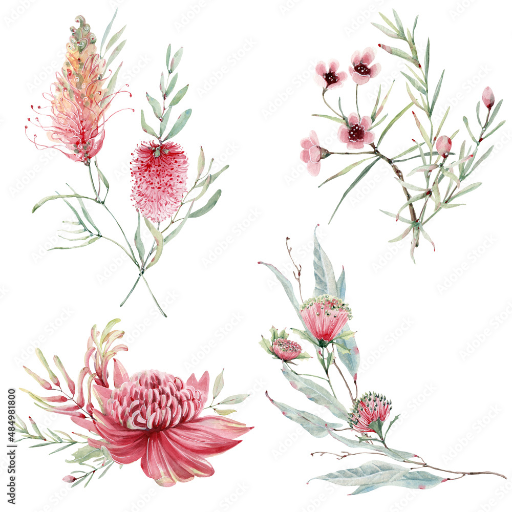 watercolor australian flowers set. Stock Illustration | Adobe Stock