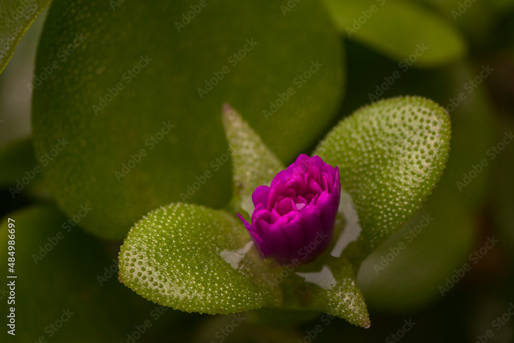 Stockfoto Little pink flower and leaves of Victoria Amazónica ...