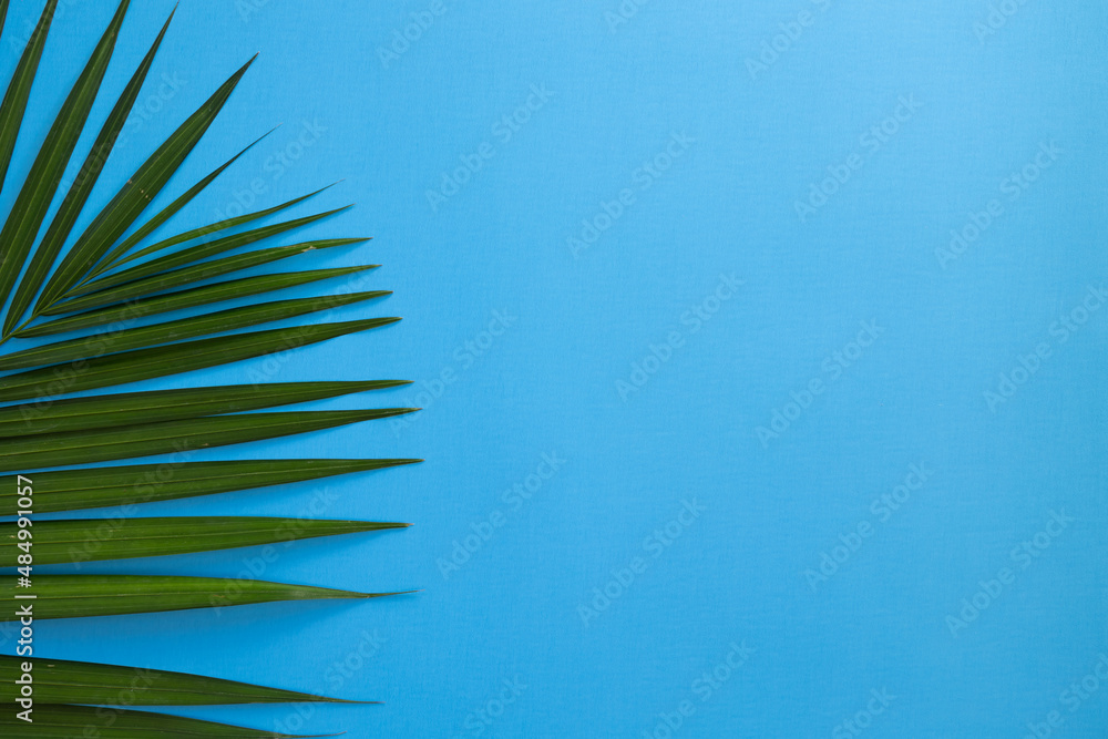 Isolated palm branch on a vibrant blue background with copy space Stock ...