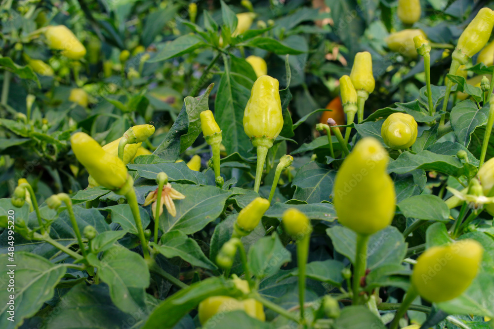 Close-up view of datil peppers or cayenne pepper (also known as ...
