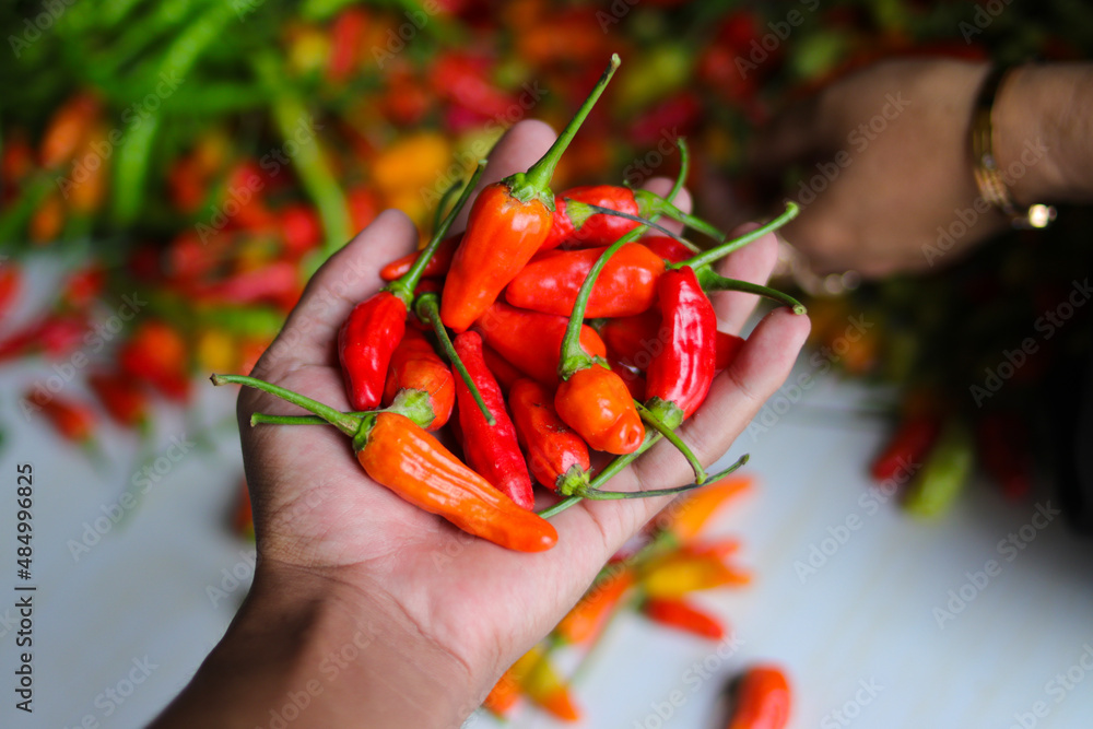 a bunch of datil peppers or cabai rawit merah (also known as Capsicum ...