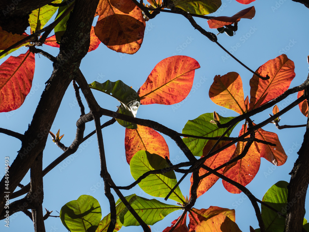 Orange color leaves against blue sky. branches of Terminalia Catappa ...