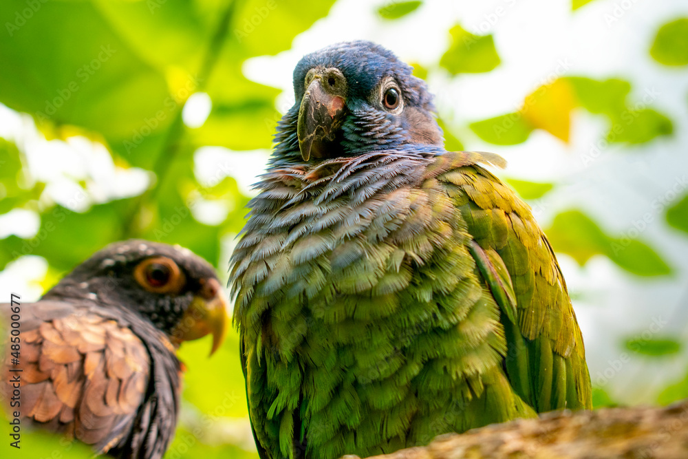 Bird Pionus menstruus is a blue-headed parrot bird on a nature ...