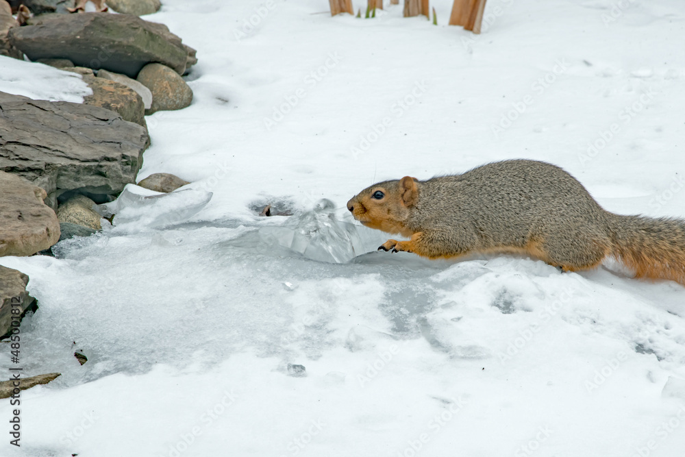 A squirrel lies on the ice of a frozen backyard pond to get a drink ...