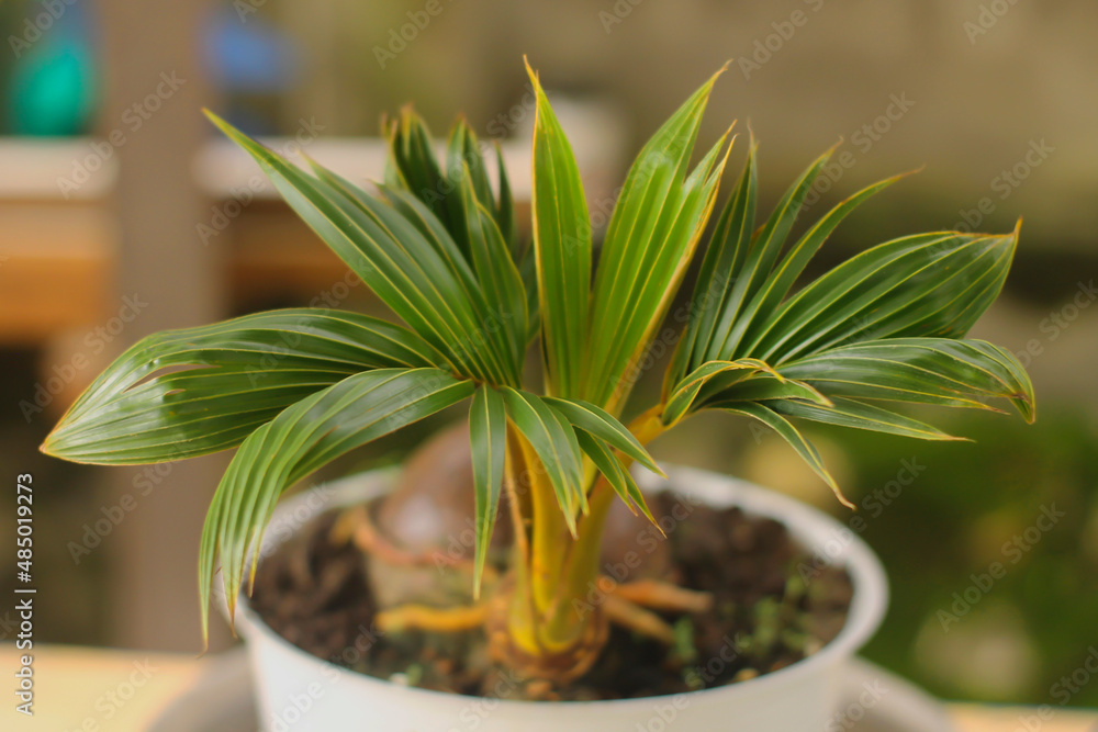 Coconut bonsai or coco bonsai are planted in pots, Coconut bonsai with ...
