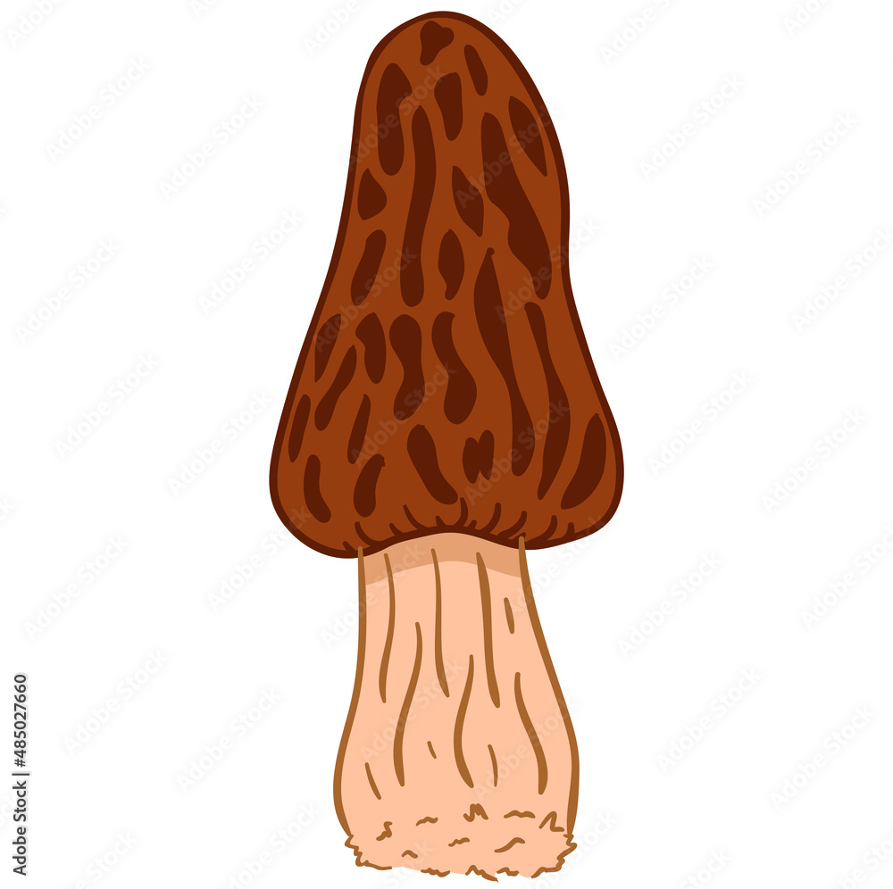 Vector hongo morchella, hongo morilla Stock Vector | Adobe Stock